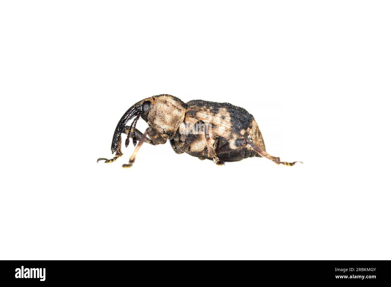 Horsetail weevil (Grypus equiseti), side view, cut out, Netherlands ...