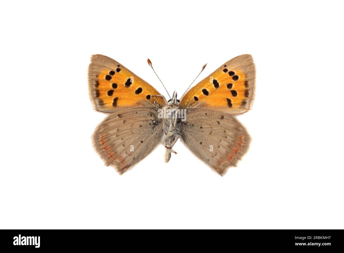 small copper (Lycaena phlaeas, Chrysophanus phlaeas), underside, cut ...