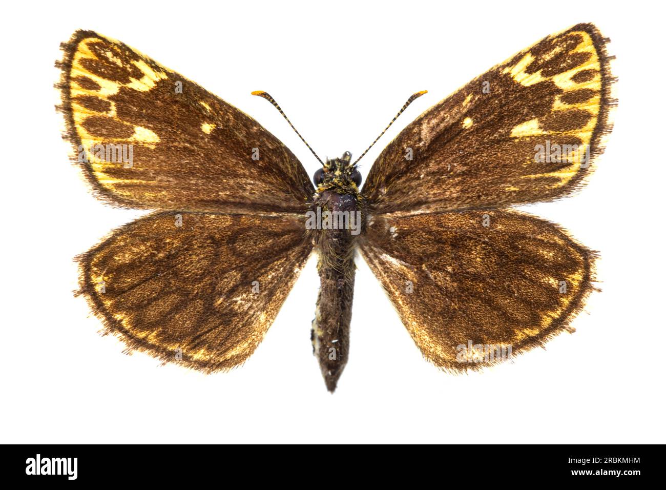 large chequered skipper (Heteropterus morpheus), female, upperside, cut ...