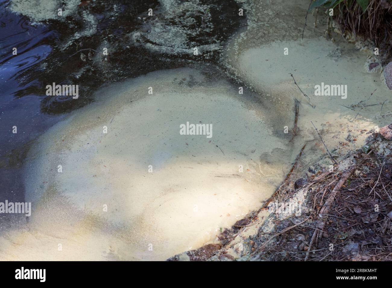 Scotch pine, Scots pine (Pinus sylvestris), pollen of pine on water ...