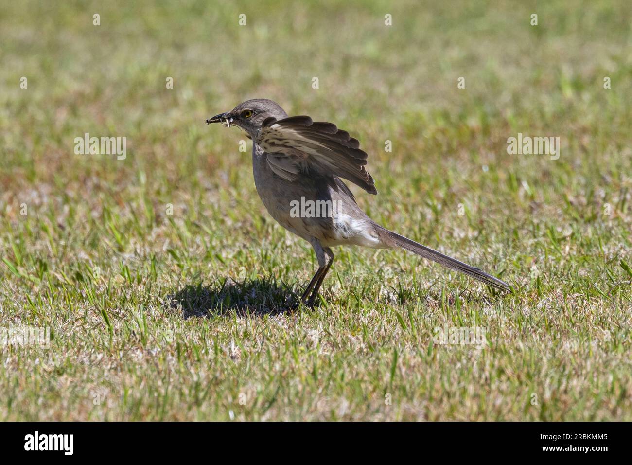 Northern mockingbird (Mimus polyglottos), shooing prey insects with ...