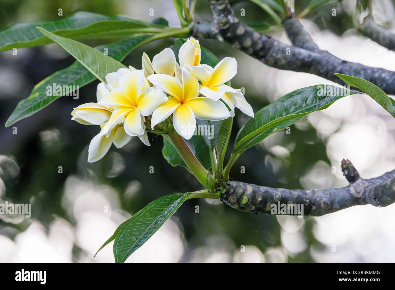 Frangipani tree flower hi-res stock photography and images - Alamy