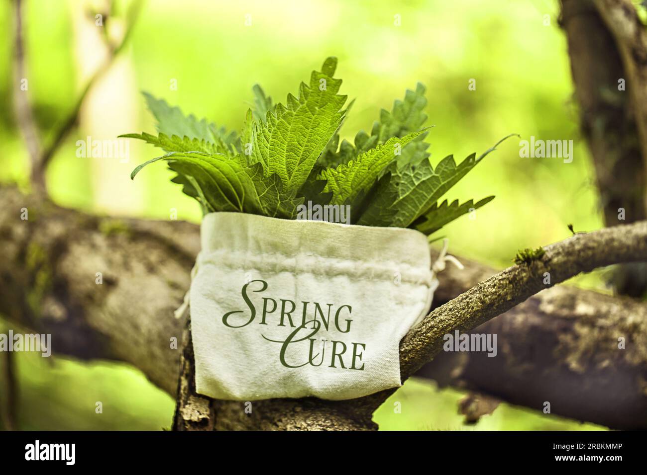 common nettle, stinging nettle, nettle leaf, nettle, stinger (Urtica ...