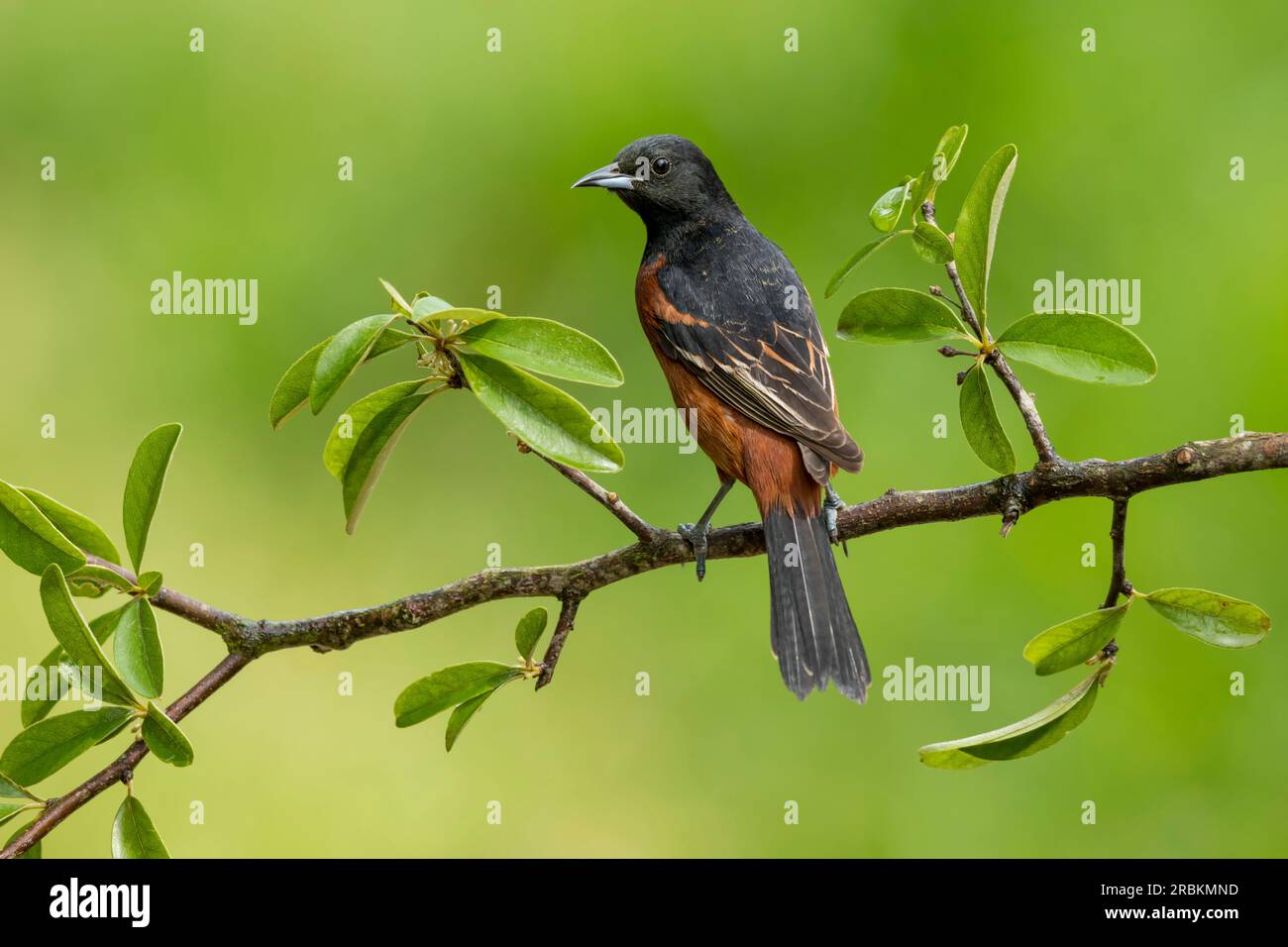 orchard oriole (Icterus spurius), male perching on a branch, USA, Texas ...
