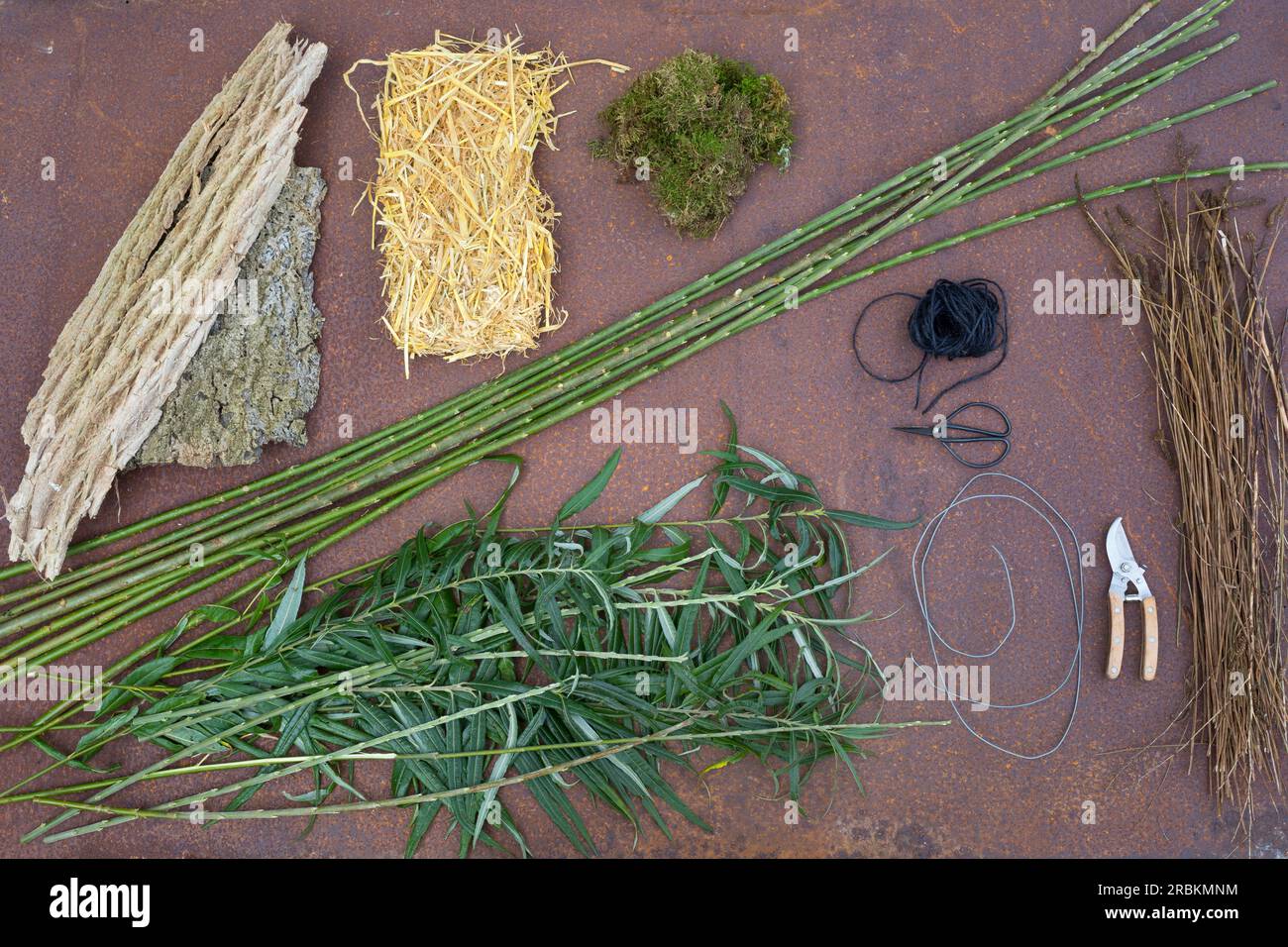 Drey squirrel hi-res stock photography and images - Alamy