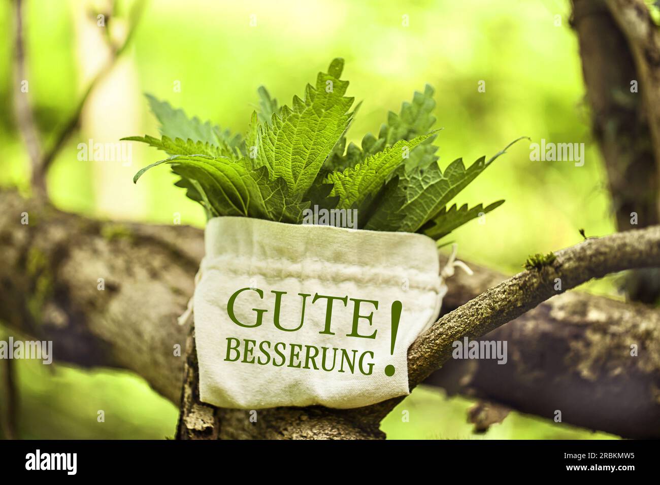 common nettle, stinging nettle, nettle leaf, nettle, stinger (Urtica ...