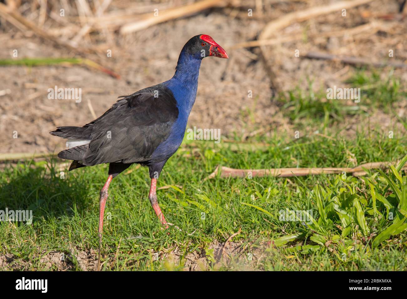 Australasian Swamphen, Purple Swamphen (Porphyrio melanotus, Porphyrio ...