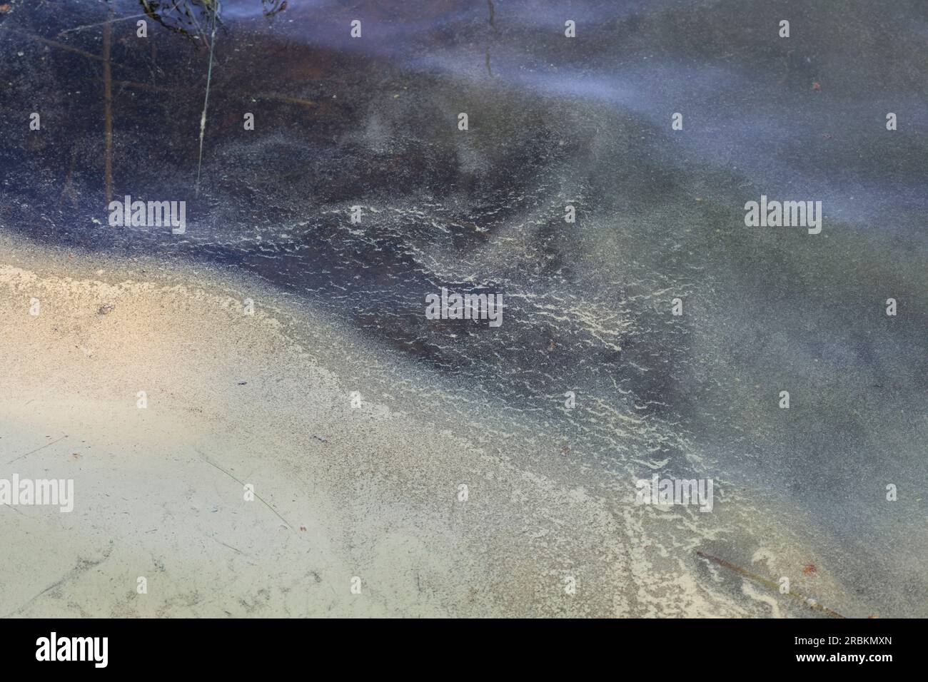 Scotch pine, Scots pine (Pinus sylvestris), pollen of pine on water ...