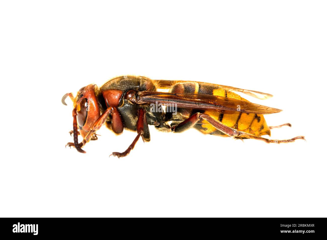 hornet, brown hornet, European hornet (Vespa crabro), side view, cut ...