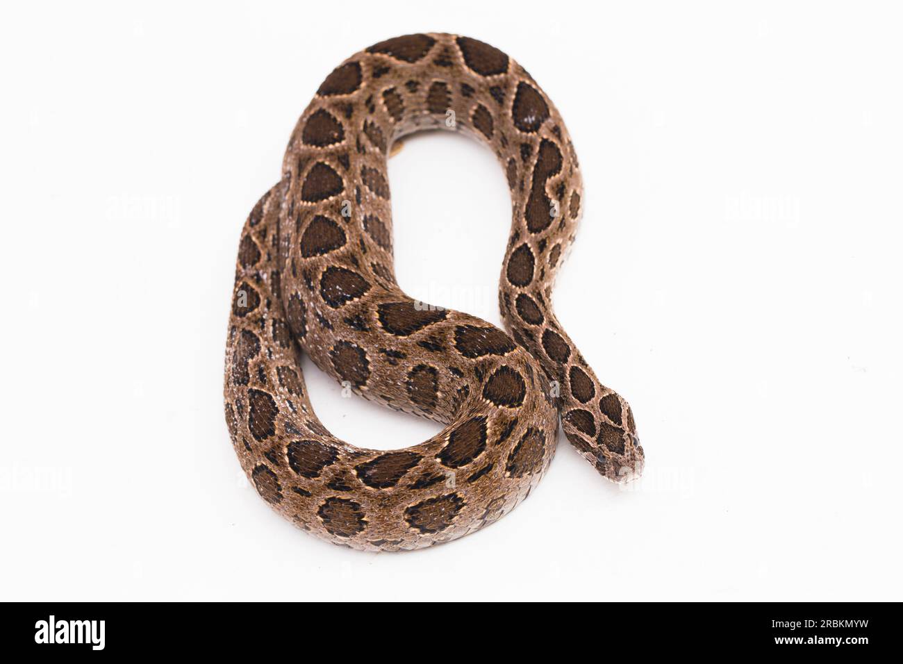 Russel`s Viper snake or Eastern Russels Viper Daboia siamensis isolated ...