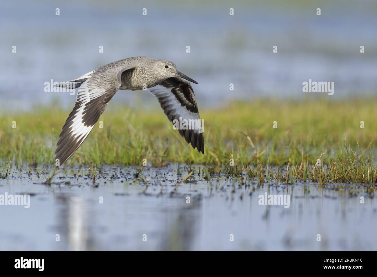 Texas swamp animals and birds hi-res stock photography and images - Alamy