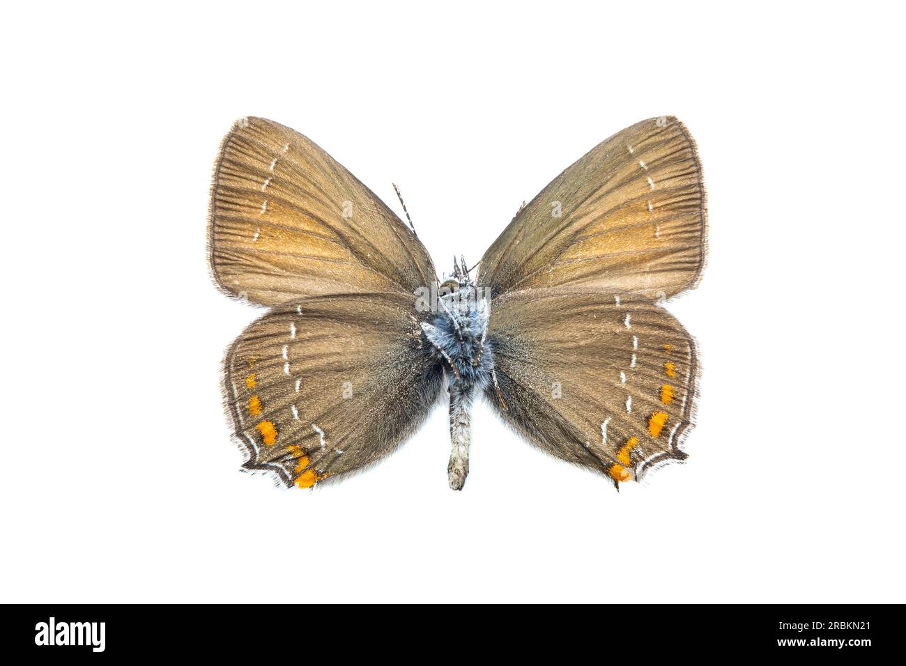 Satyrium ilicis nordmannia ilicis hi-res stock photography and images ...