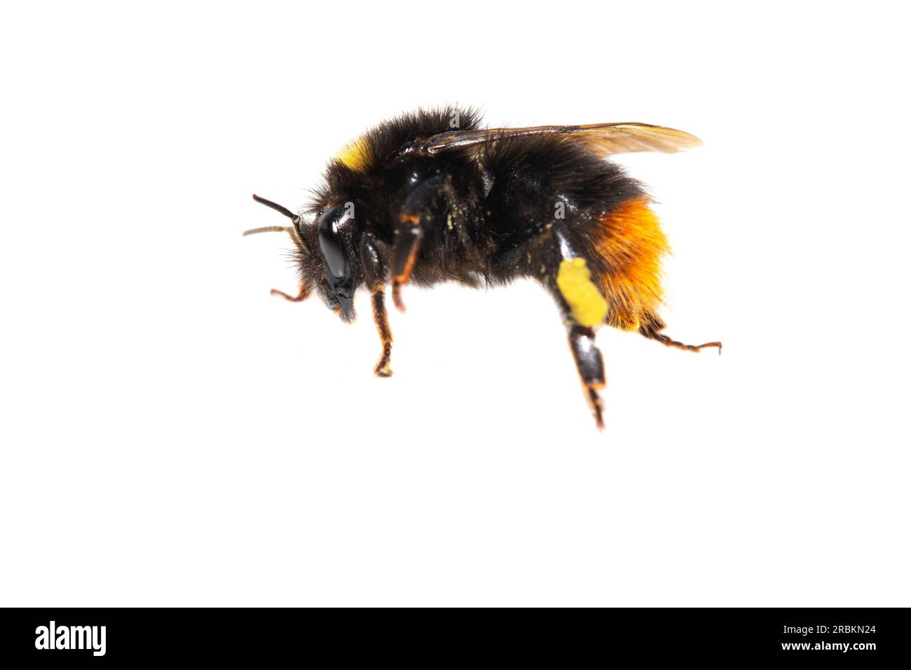 early bumble bee (Bombus pratorum, Pyrobombus pratorum), side view, cut ...