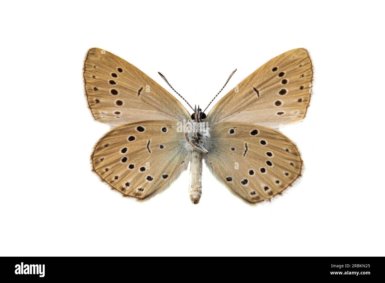 Scarce large blue (Phengaris teleius, Maculinea teleius, Glaucopsyche ...