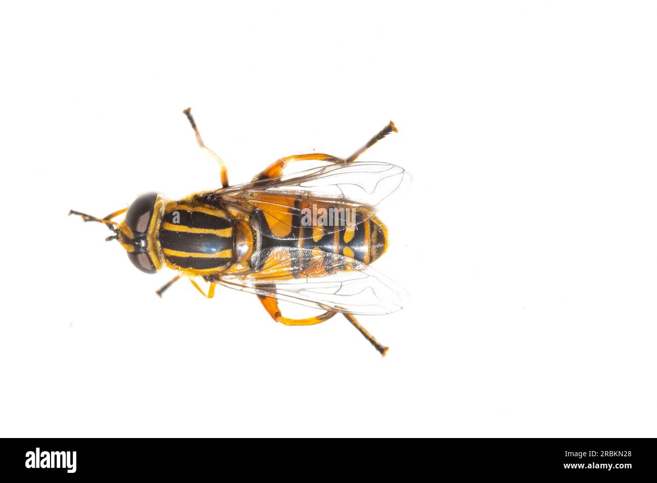 Tiger Marsh Fly (Helophilus pendulus), top view, cut out, Netherlands ...