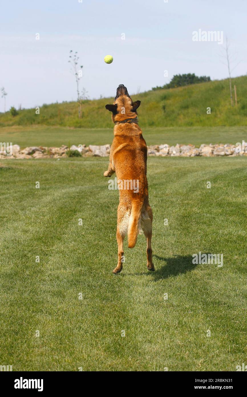 Malinois (Canis lupus f. familiaris), nine-year-old male standing on ...