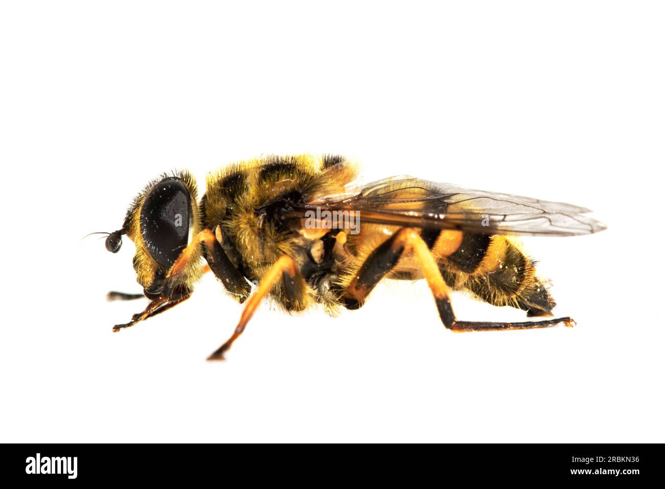 Deathskull flies hi-res stock photography and images - Alamy