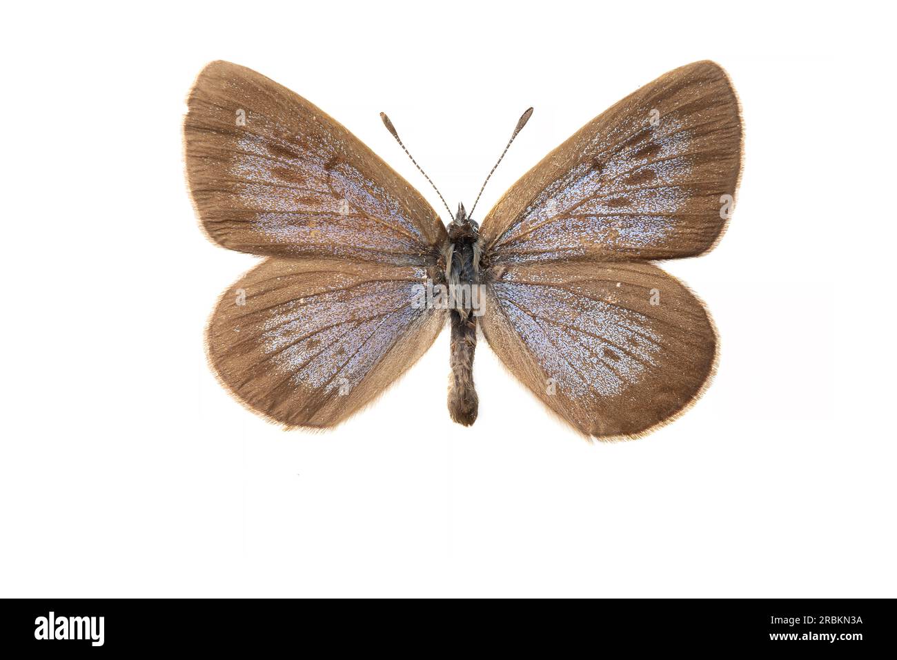 Male large white butterfly Cut Out Stock Images & Pictures - Alamy