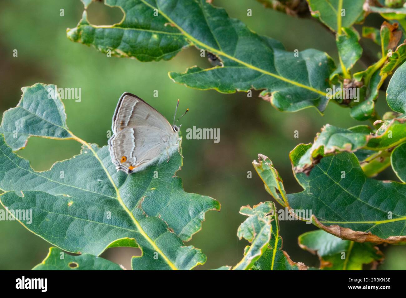 Purple Hairstreak (Favonius quercus, Neozephyrus quercus, Quercusia ...