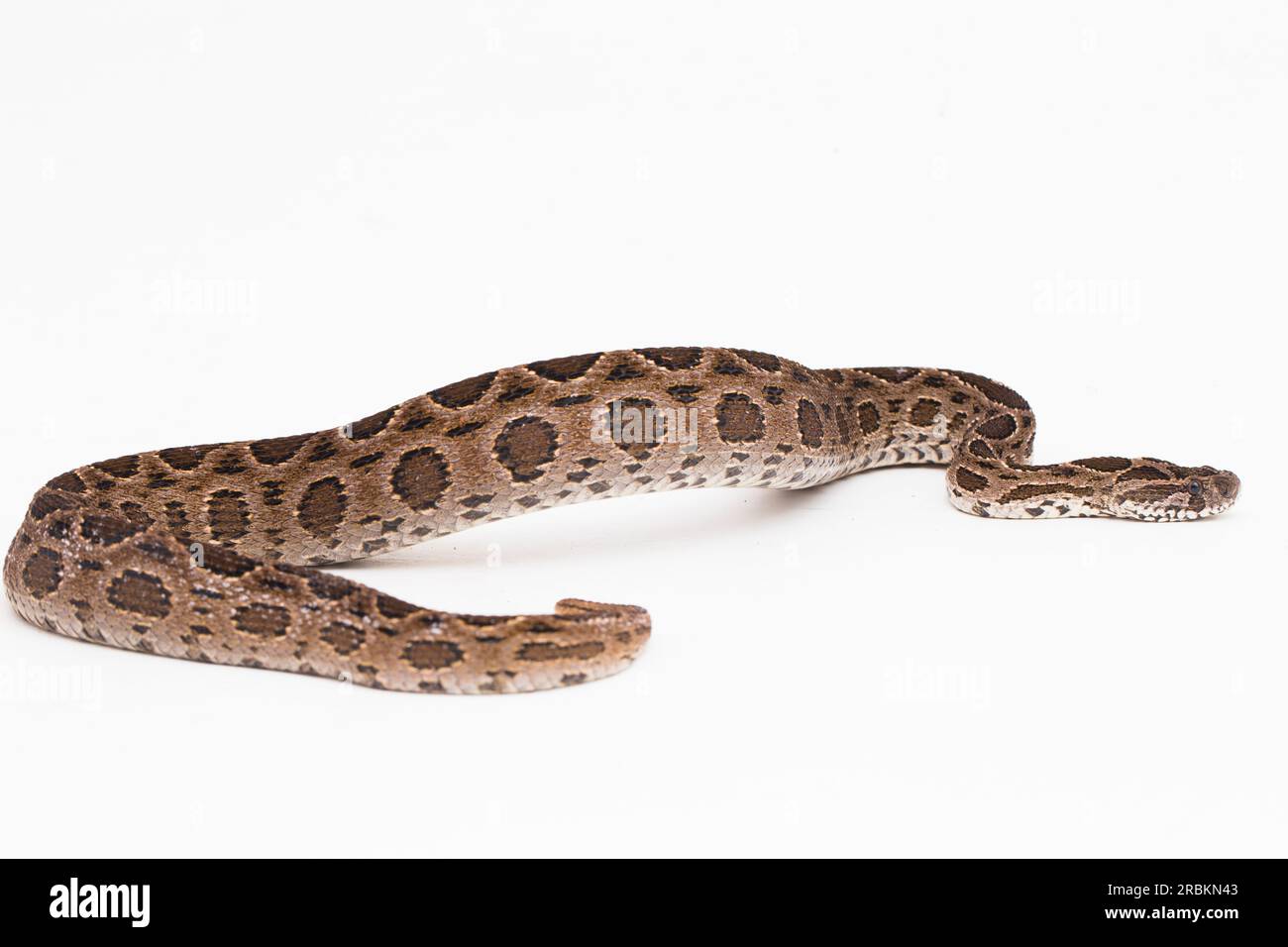 Russel`s Viper snake or Eastern Russels Viper Daboia siamensis isolated ...