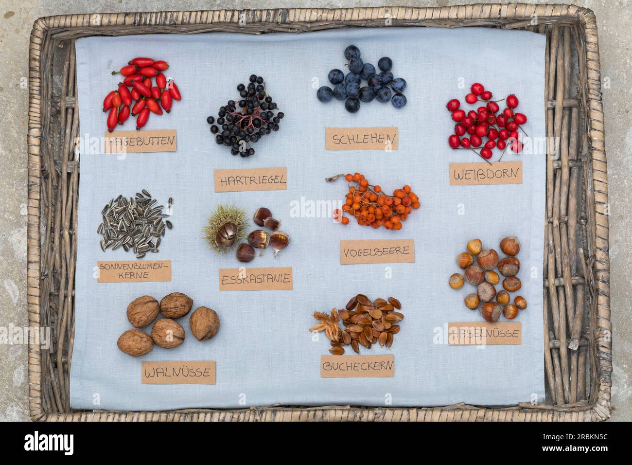 European red squirrel, Eurasian red squirrel (Sciurus vulgaris ...