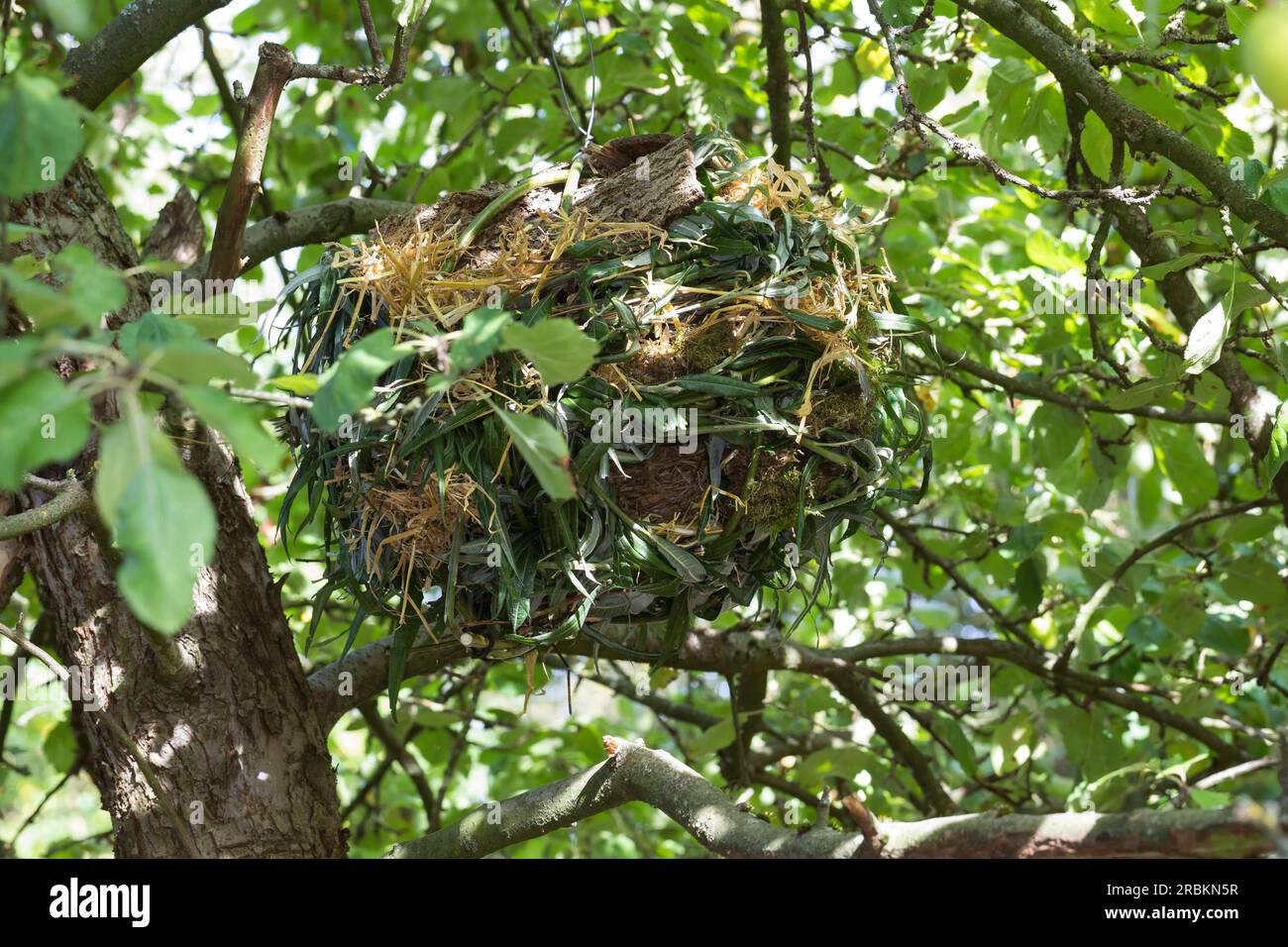 European red squirrel, Eurasian red squirrel (Sciurus vulgaris ...
