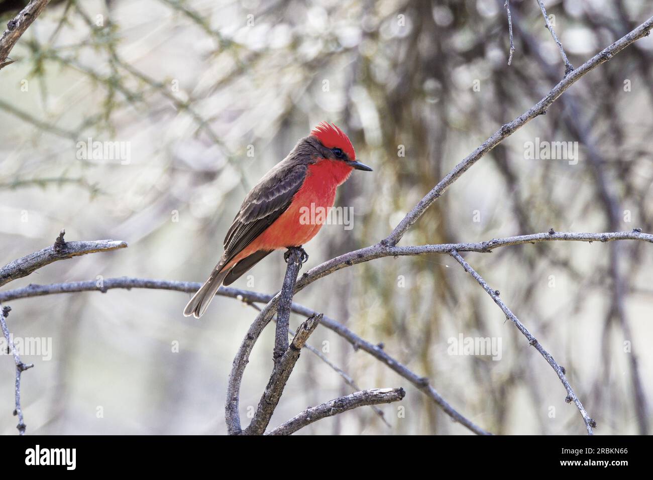 Vermillion flycatcher (Pyrocephalus obscurus), male perching on a ...