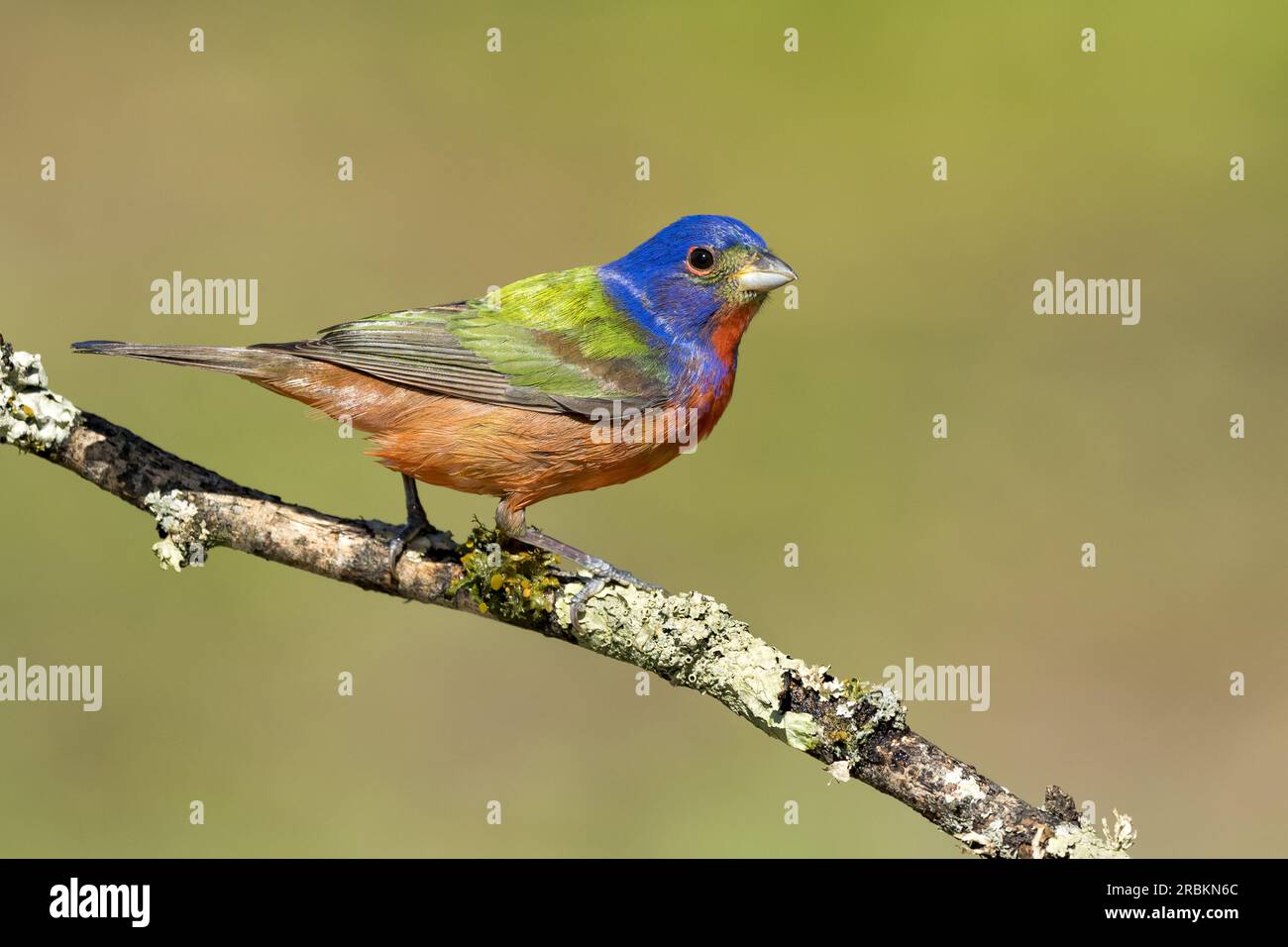 painted bunting (Passerina ciris), adult male perched on a branch ...