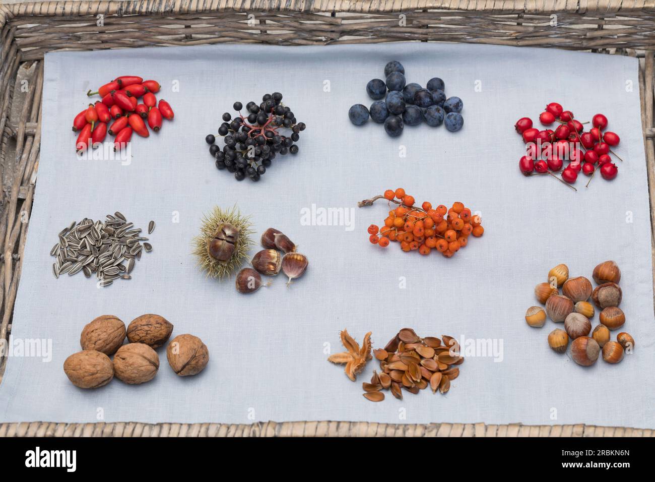 European red squirrel, Eurasian red squirrel (Sciurus vulgaris ...