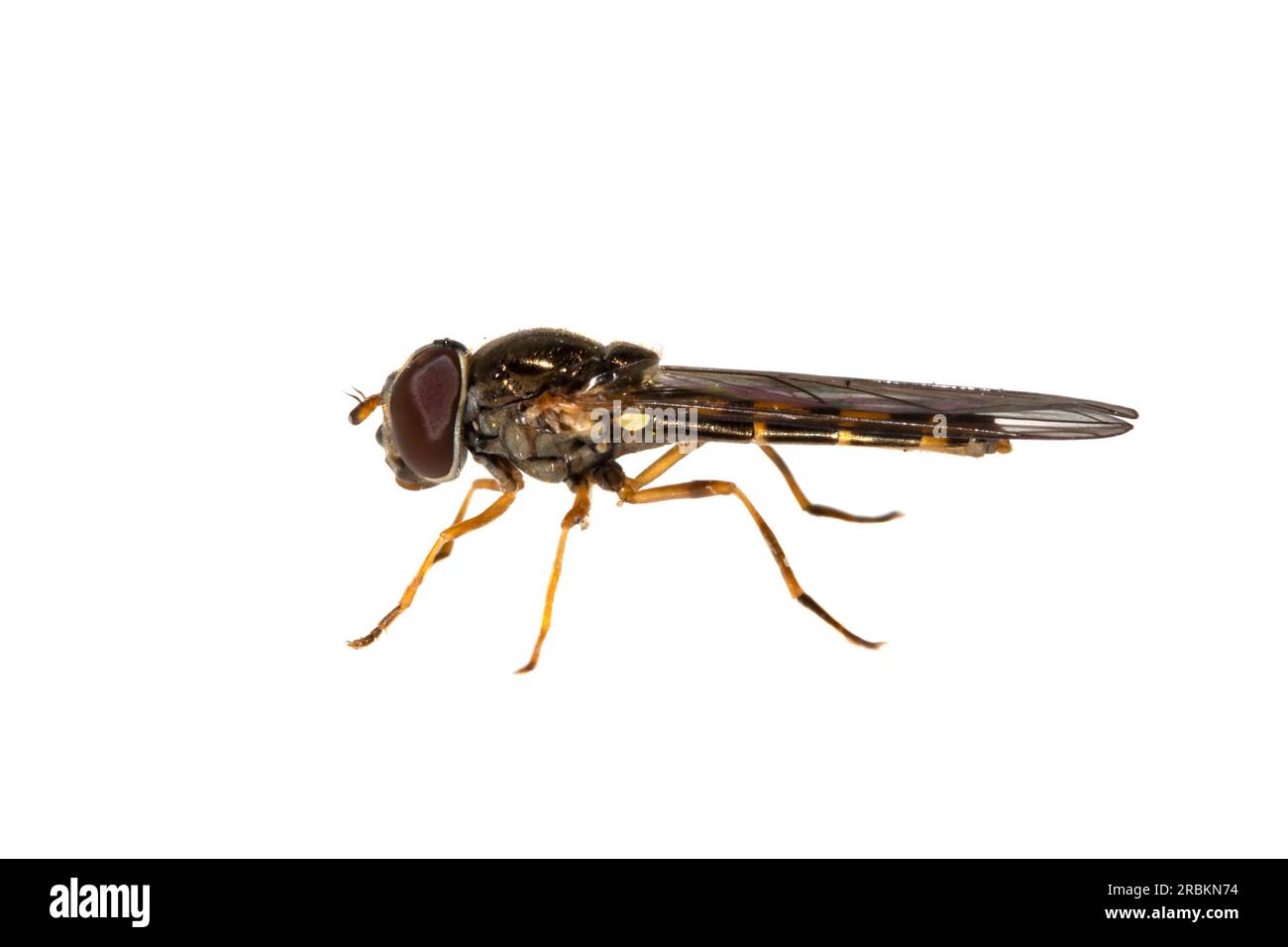 Slender Melanostoma (Melanostoma scalare), side view, cut out ...