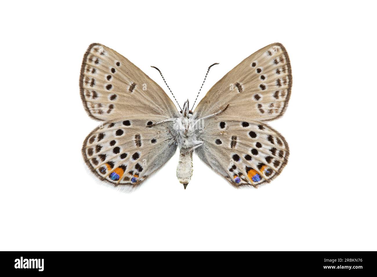 Cranberry Blue (Plebejus optilete, Plebeius optilete), underside, cut ...