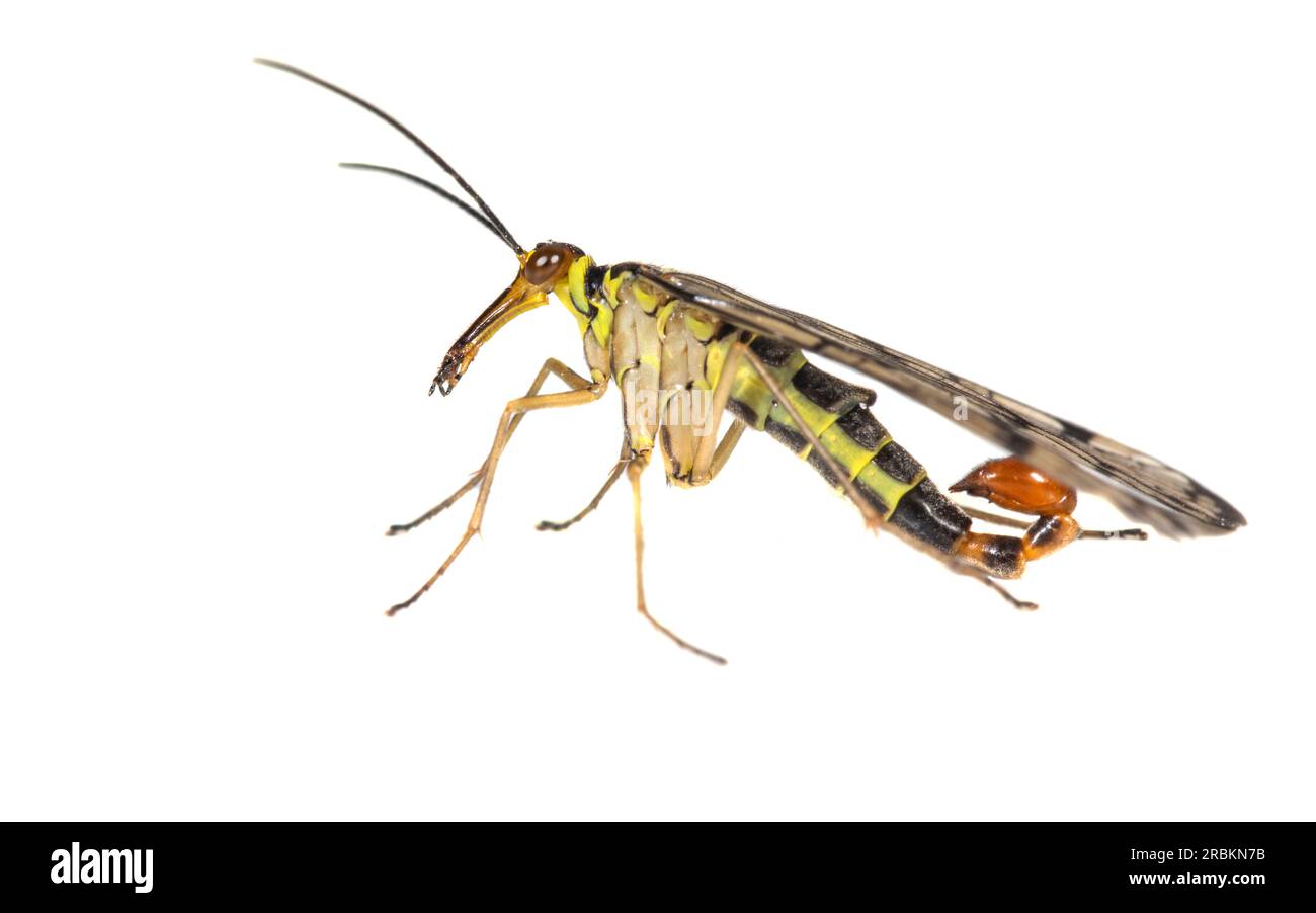 German scorpionfly (Panorpa germanica), male, side view, cut out ...