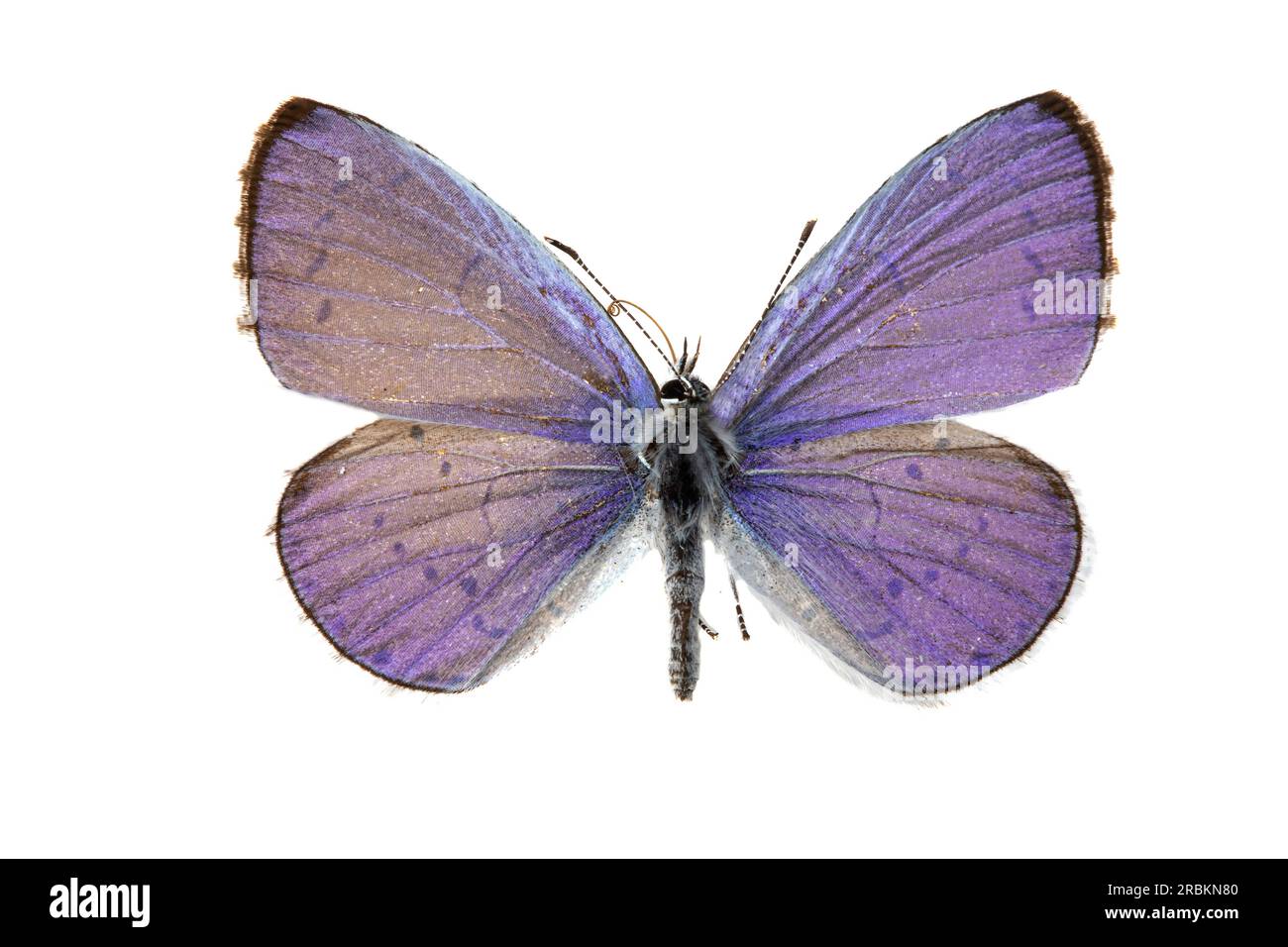 Holly insects Cut Out Stock Images & Pictures - Alamy