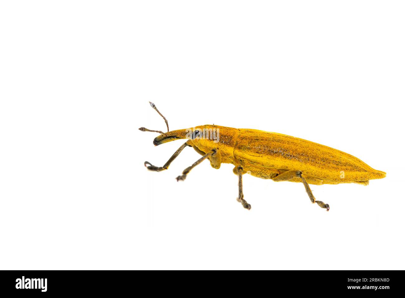 Yellow Weevil (Lixus iridis), side view, cut out, Netherlands Stock ...