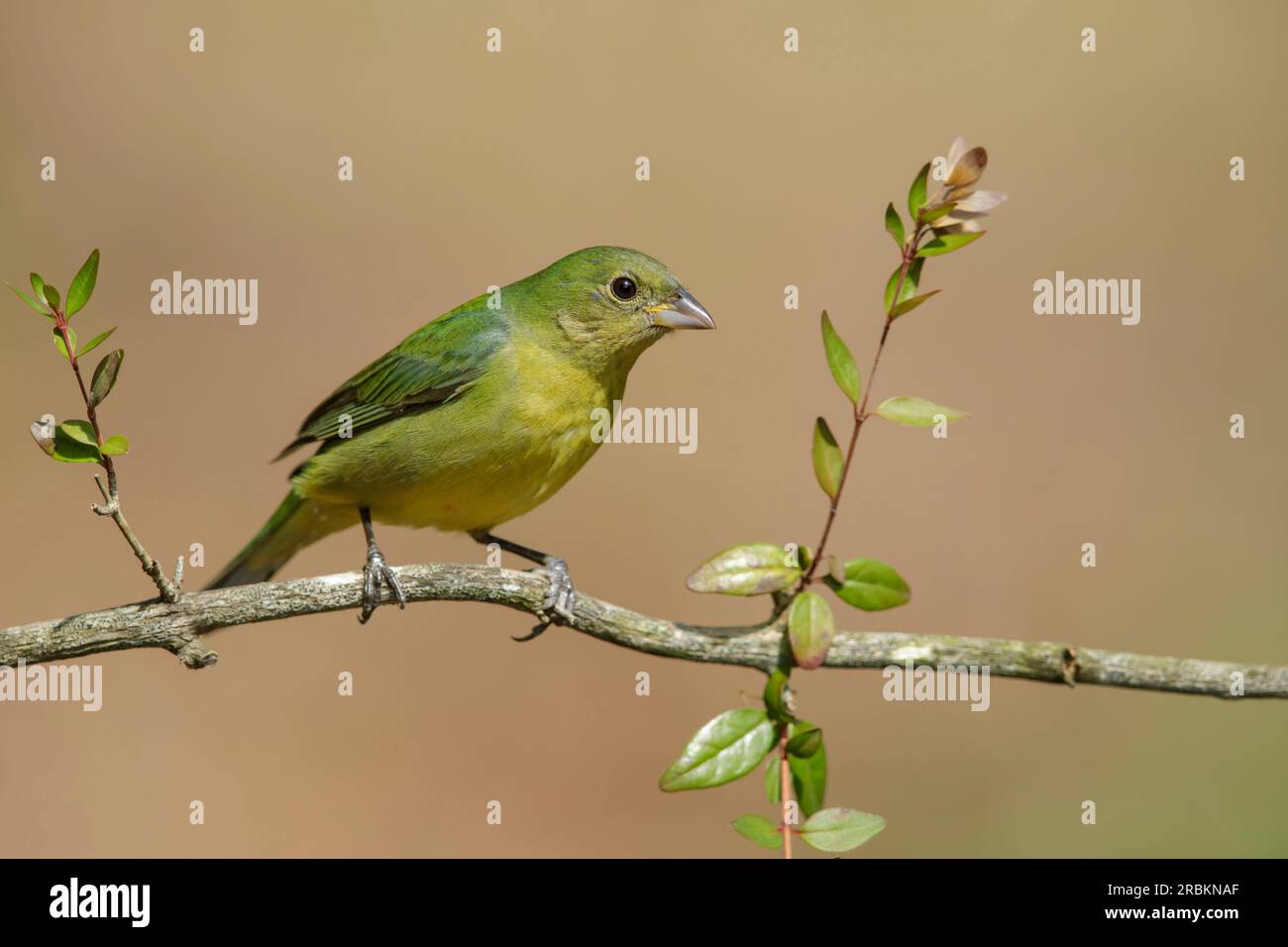 painted bunting (Passerina ciris), female perching on a branch, USA ...