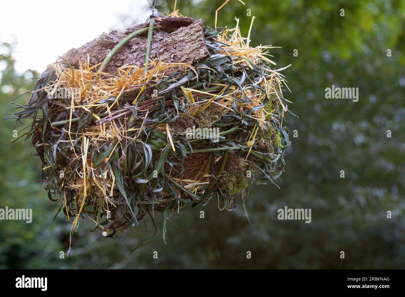 European red squirrel, Eurasian red squirrel (Sciurus vulgaris ...