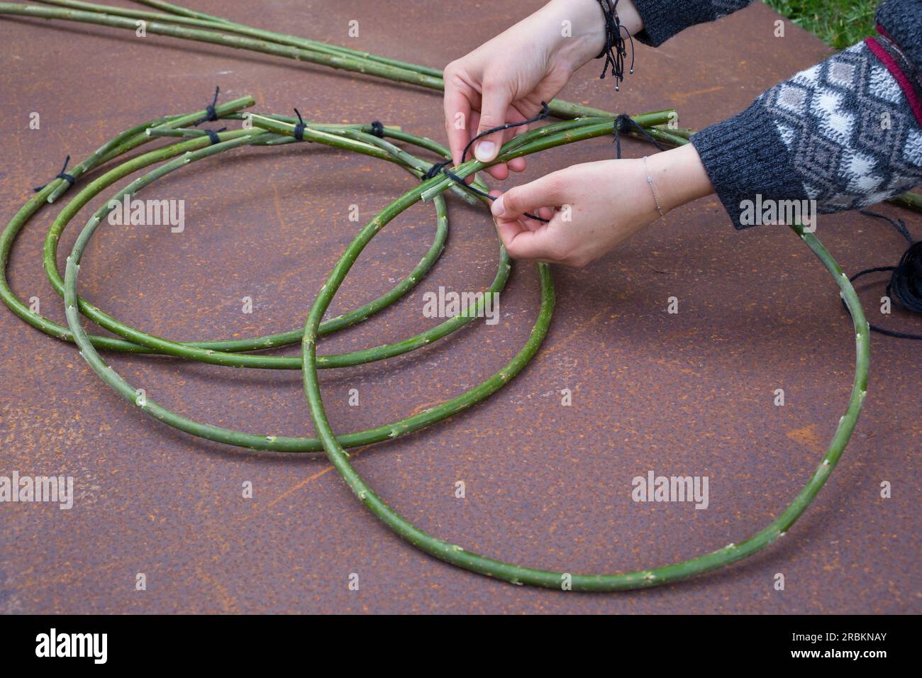 European red squirrel, Eurasian red squirrel (Sciurus vulgaris ...