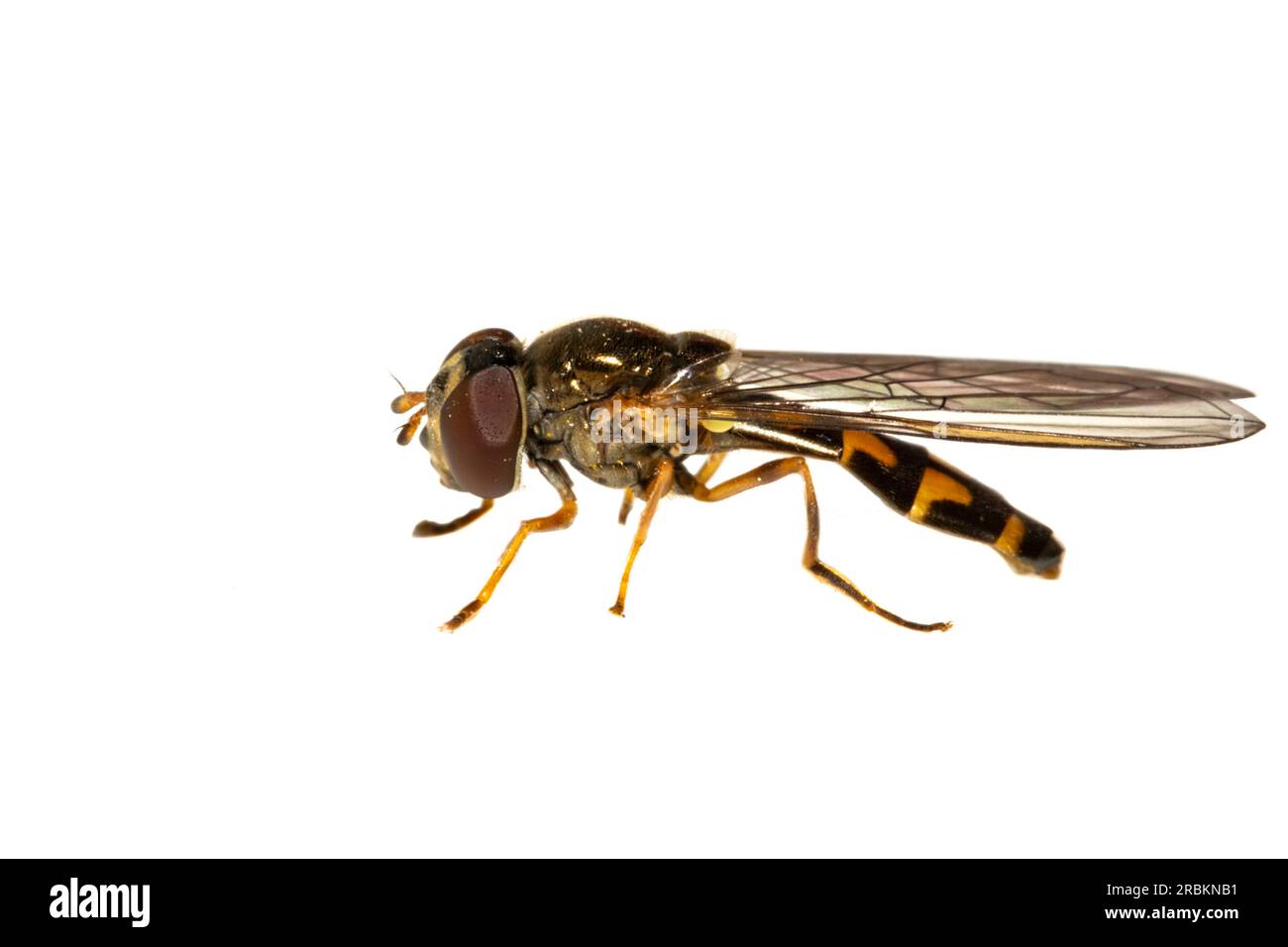 Slender Melanostoma (Melanostoma scalare), side view, cut out ...