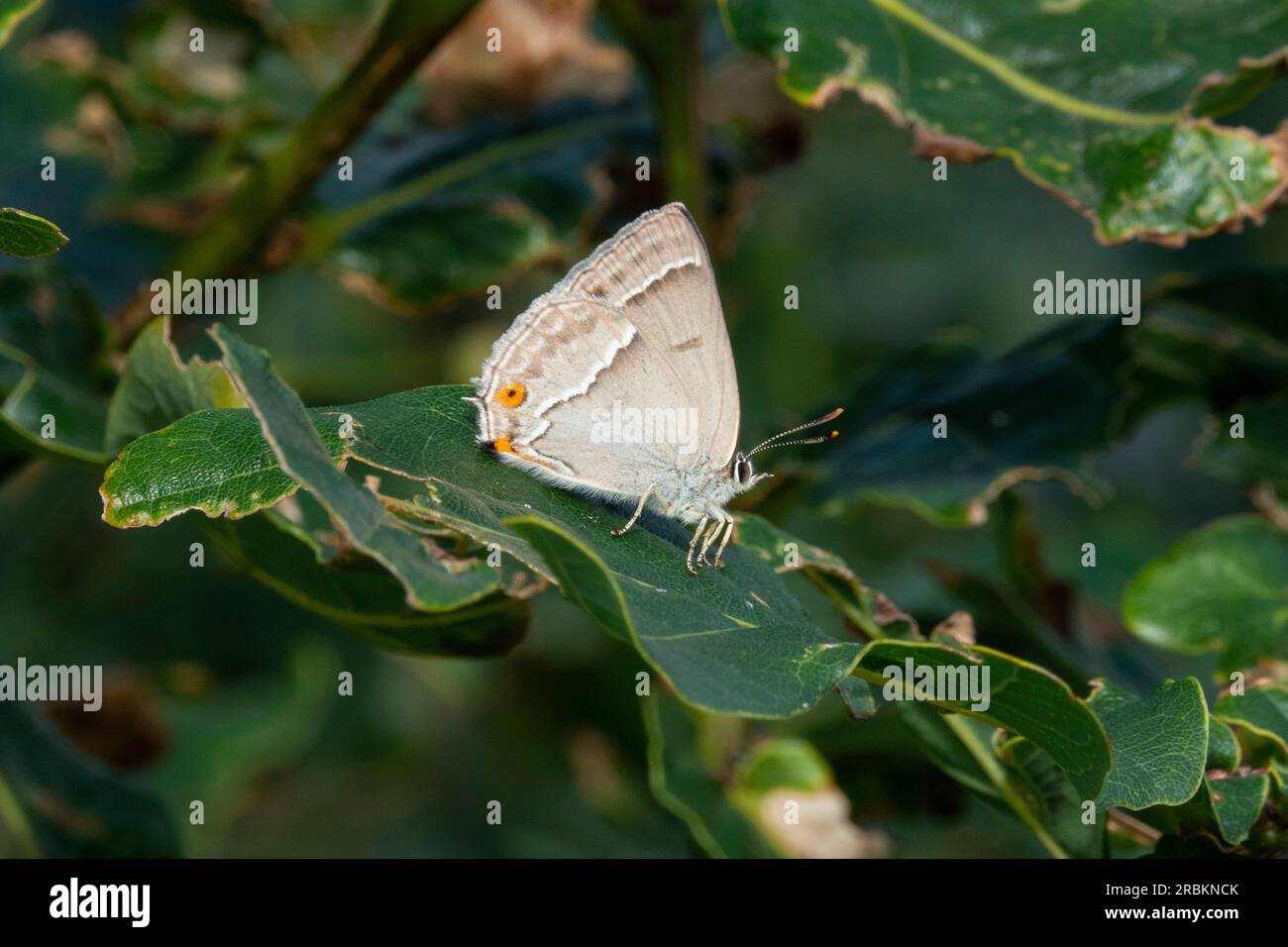 Purple Hairstreak (Favonius quercus, Neozephyrus quercus, Quercusia ...