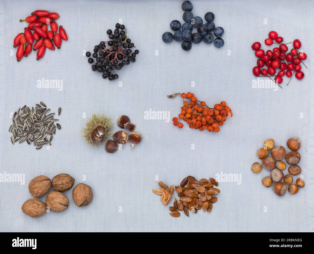 European red squirrel, Eurasian red squirrel (Sciurus vulgaris ...