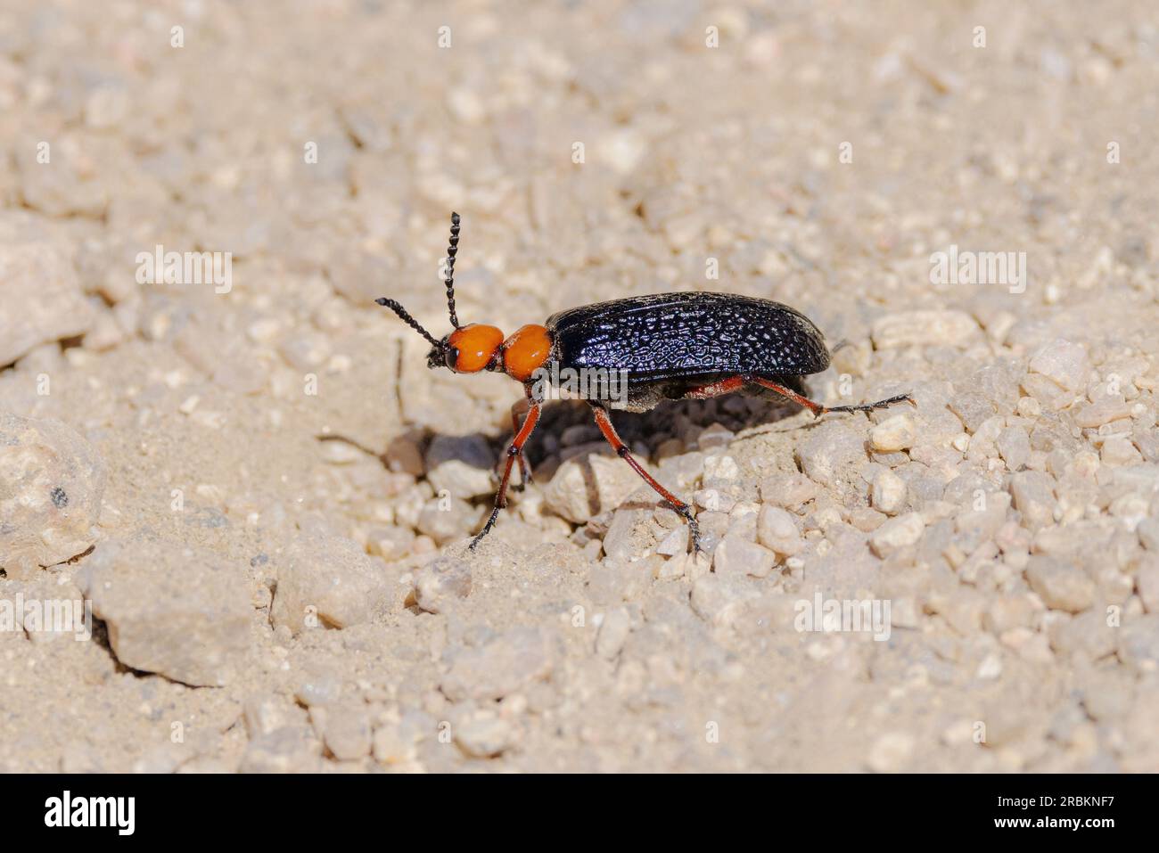 Desert blister beetle hi-res stock photography and images - Alamy