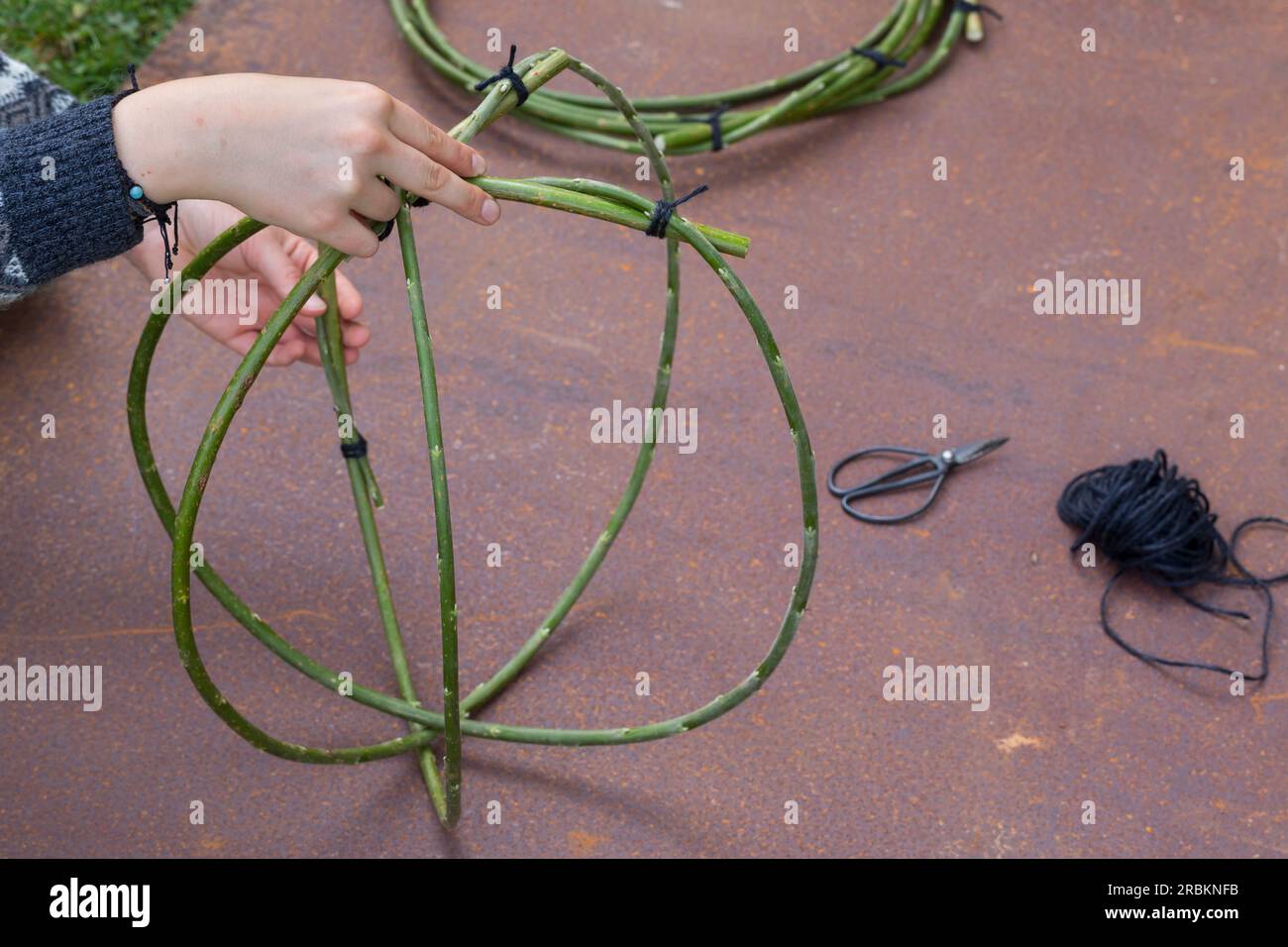 European red squirrel, Eurasian red squirrel (Sciurus vulgaris ...