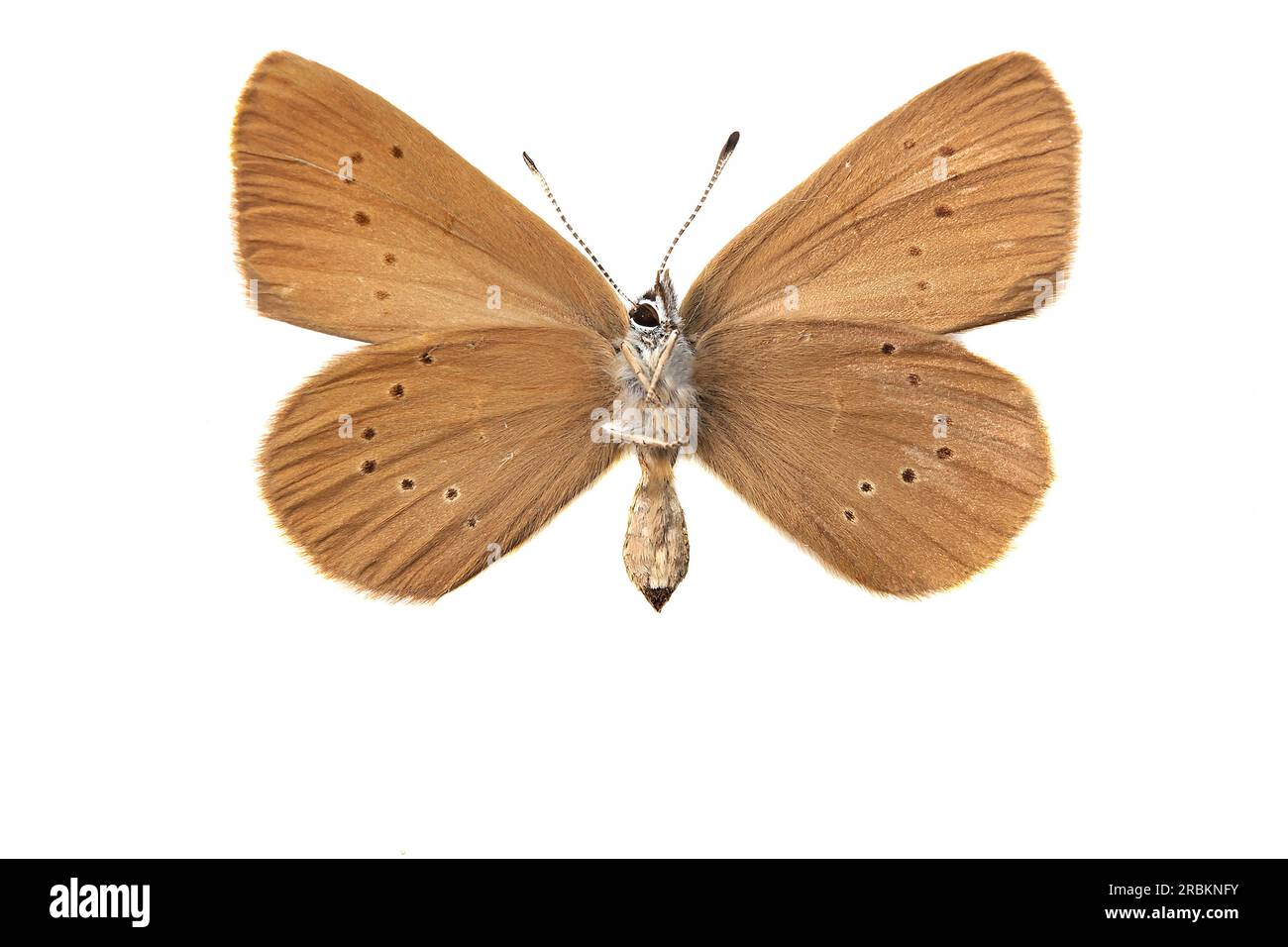 dusky large blue (Phengaris nausithous, Maculinea nausithous ...