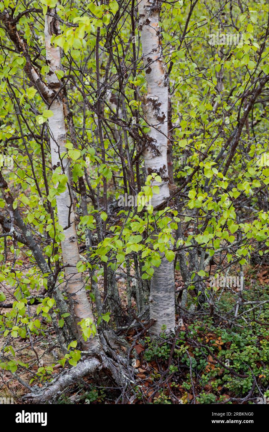 downy birch, moor birch, white birch, downy-birch, moor-birch, white ...