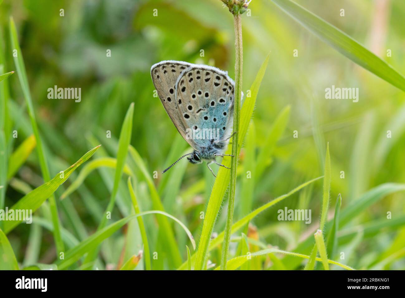 large blue (Phengaris arion, Maculinea arion, Glaucopsyche arion), on ...