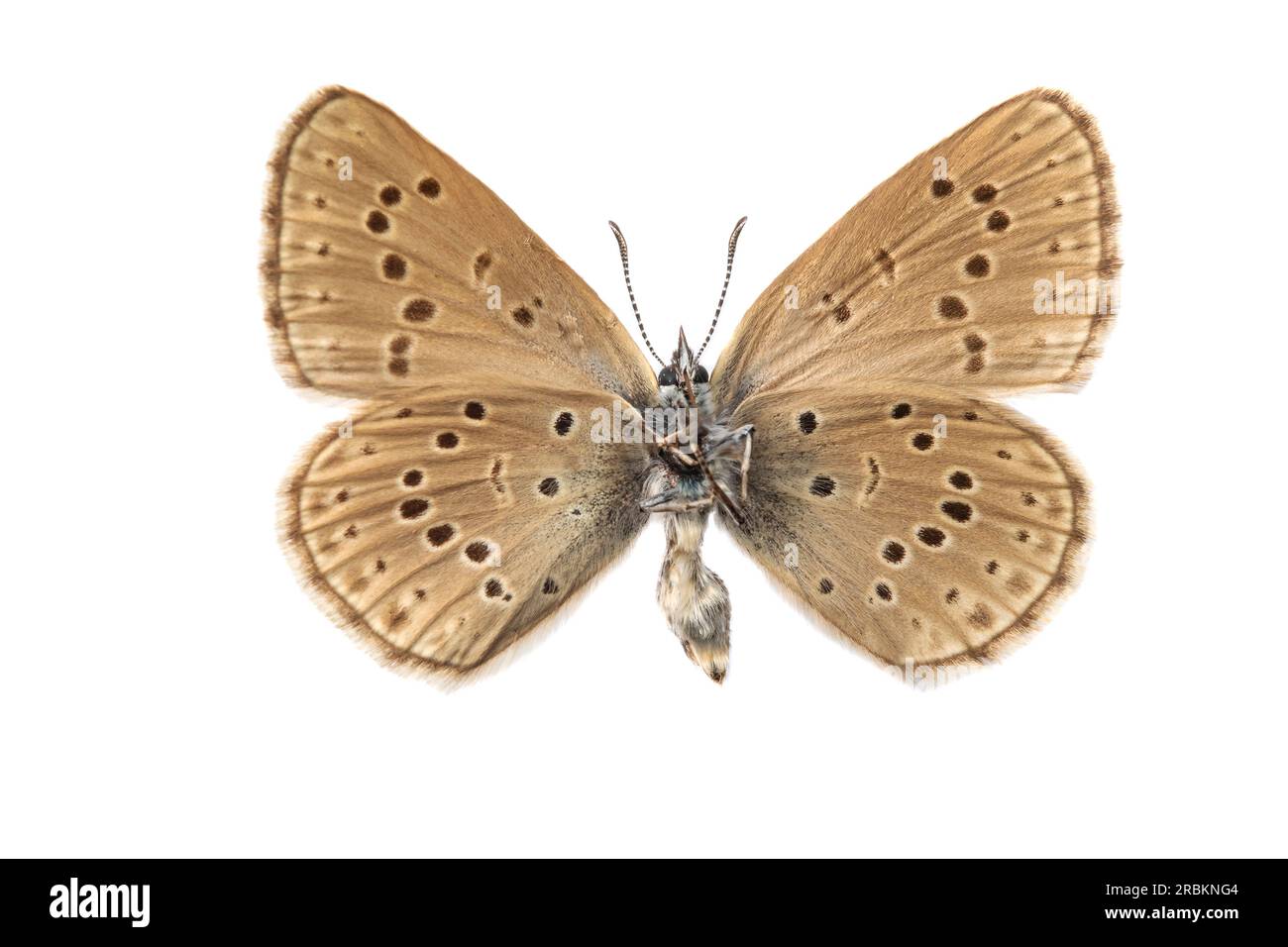 Alcon blue, Alcon large blue (Phengaris alcon, Maculinea alcon ...