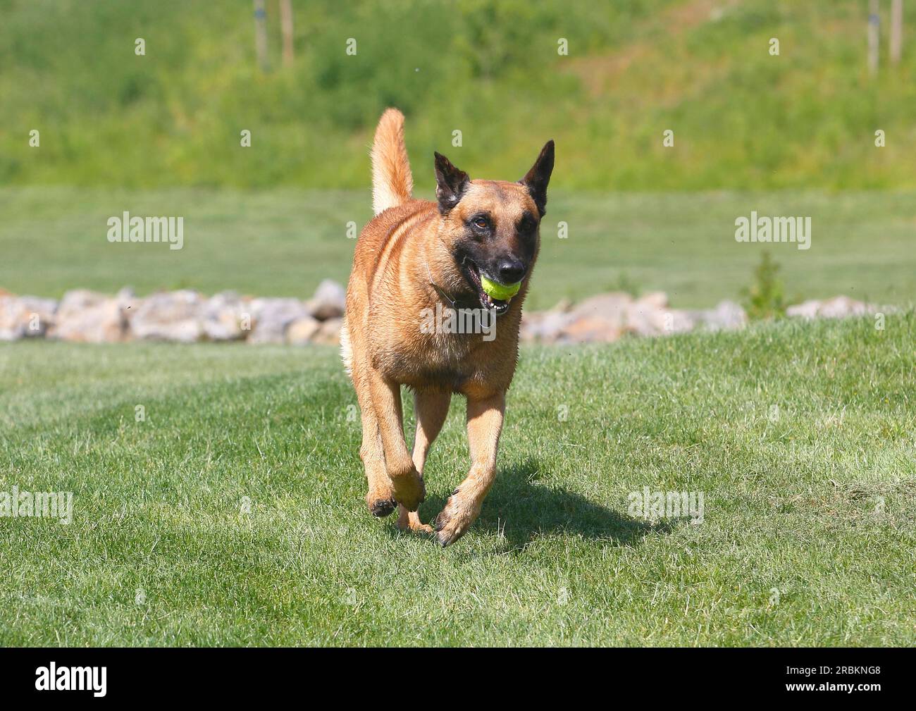 Malinois playing ball hi-res stock photography and images - Alamy