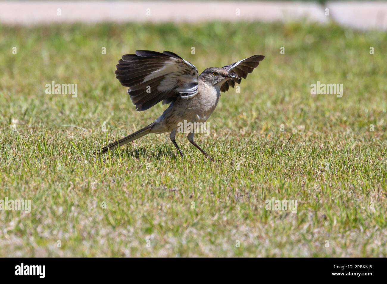Northern mockingbird (Mimus polyglottos), shooing prey insects with ...