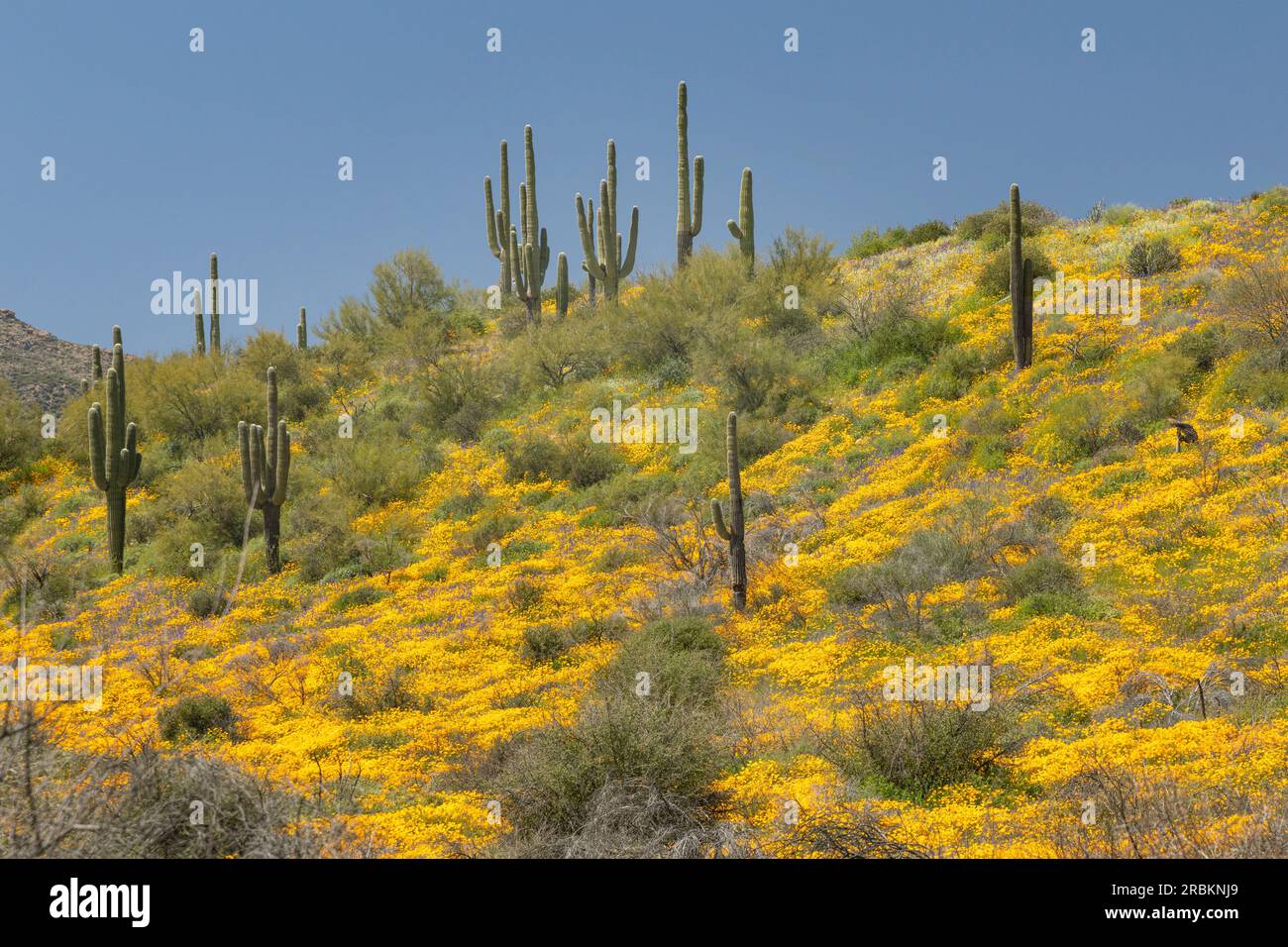 Californian poppy, California poppy, gold poppy (Eschscholzia ...