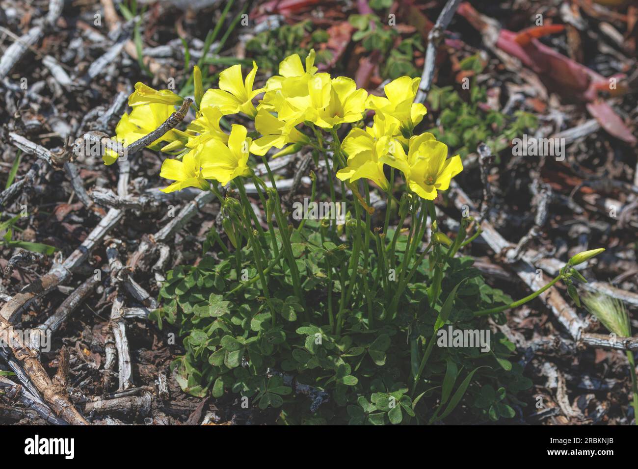 Bermuda buttercup, African wood-sorrel, Bermuda sorrel, Buttercup ...